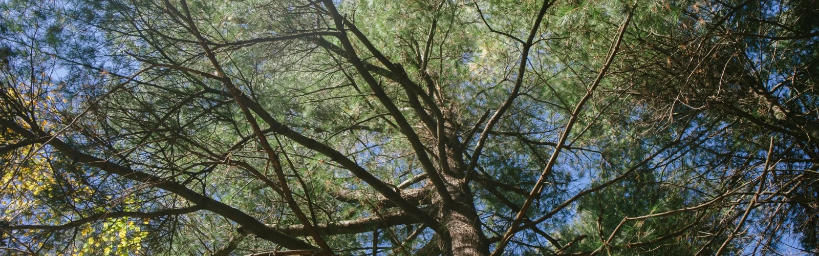 Maple Tract Preserve - Wildlands Conservancy