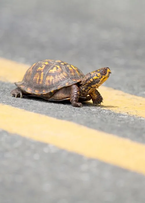 Why Did the Turtle Cross the Road? Dos & Don’ts for Migration Season ...